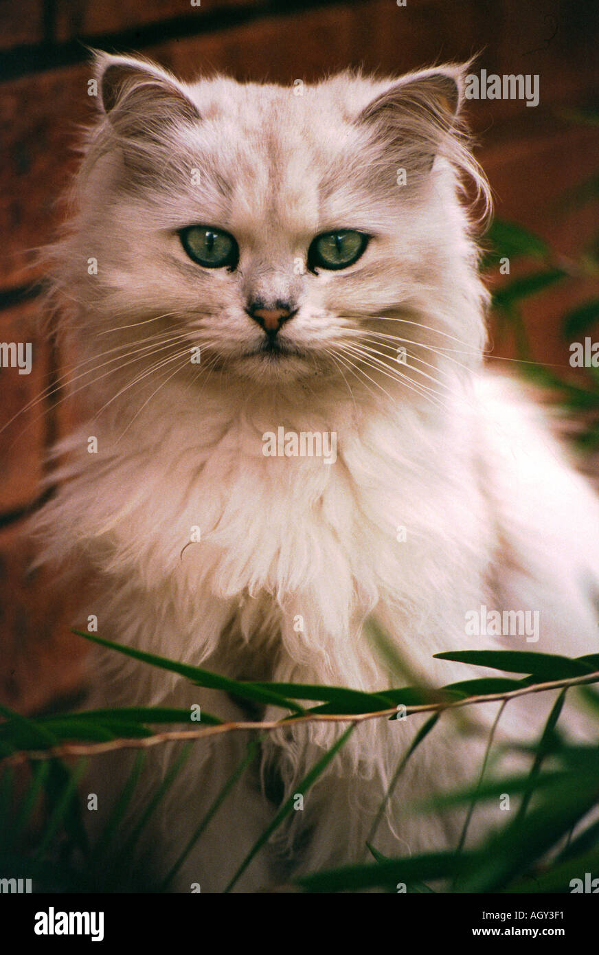 Domestic long haired cat wall hi-res stock photography and images - Alamy