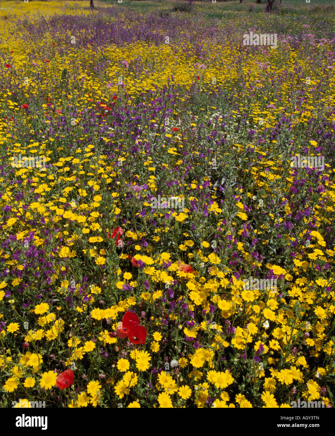 Carpet of spring flowers in meadow Verbicaro Calabria Italy Stock Photo ...