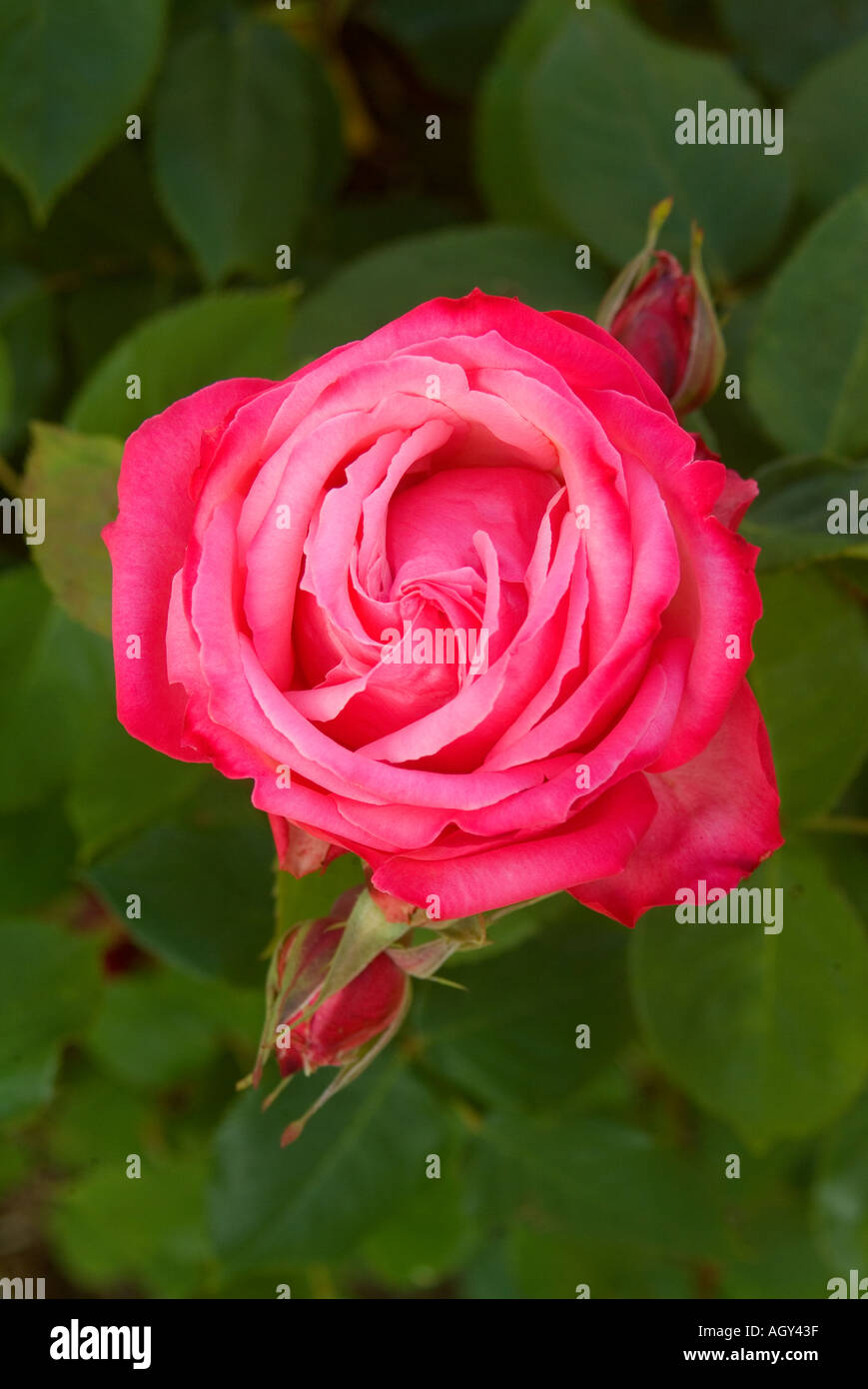 Named variety varieties hi-res stock photography and images - Alamy