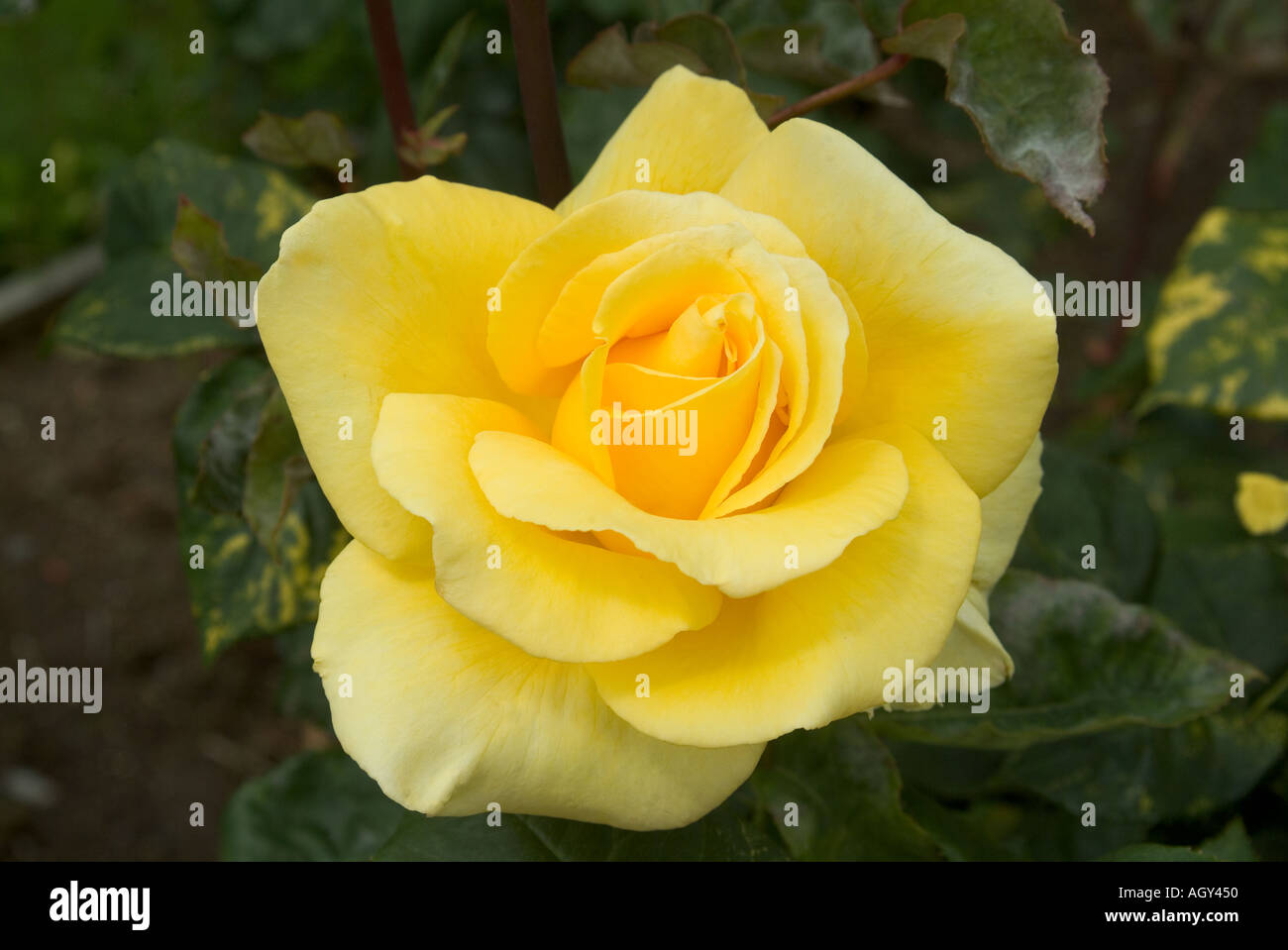 Rose schmidt hi-res stock photography and images - Alamy