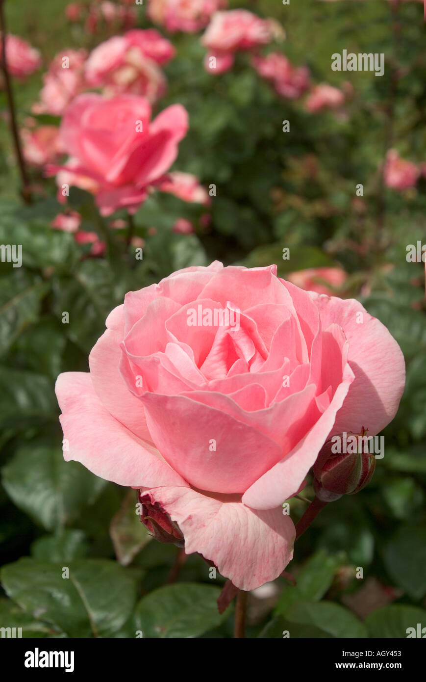 Roses in bloom Variety Queen Elizabeth Stock Photo - Alamy
