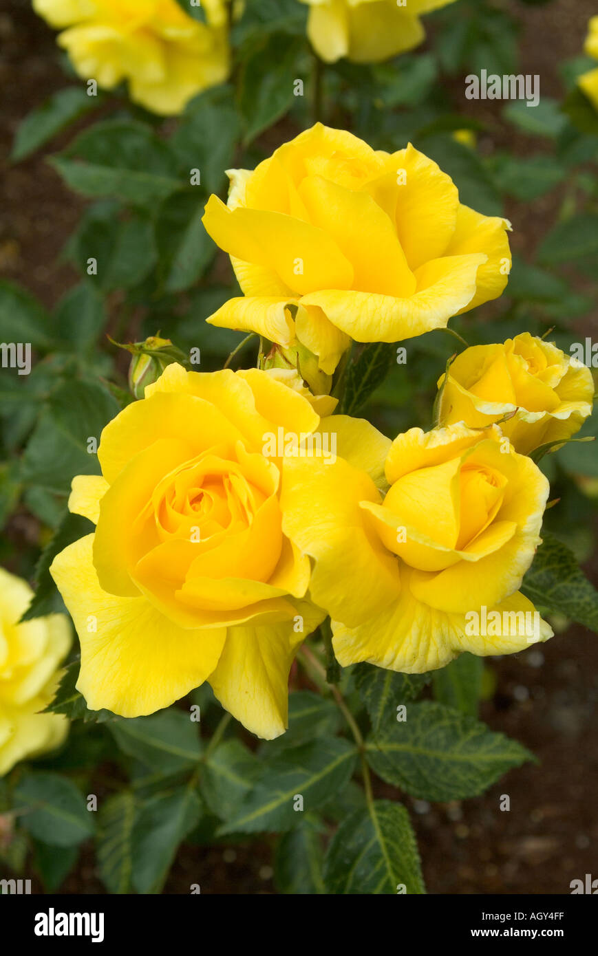 Roses in bloom Variety Freesia Stock Photo - Alamy