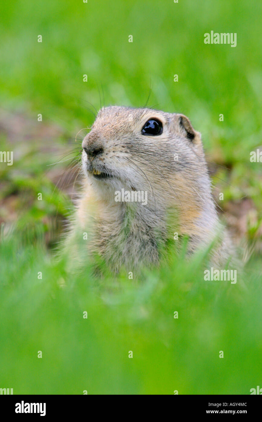 Richardson ground squirrel hi-res stock photography and images - Alamy
