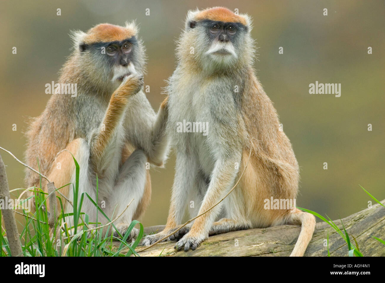 Monkey social interaction hi-res stock photography and images - Alamy