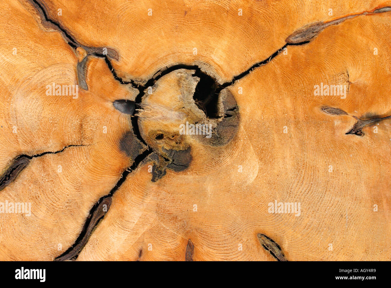 Old growth logging british columbia hi-res stock photography and images ...