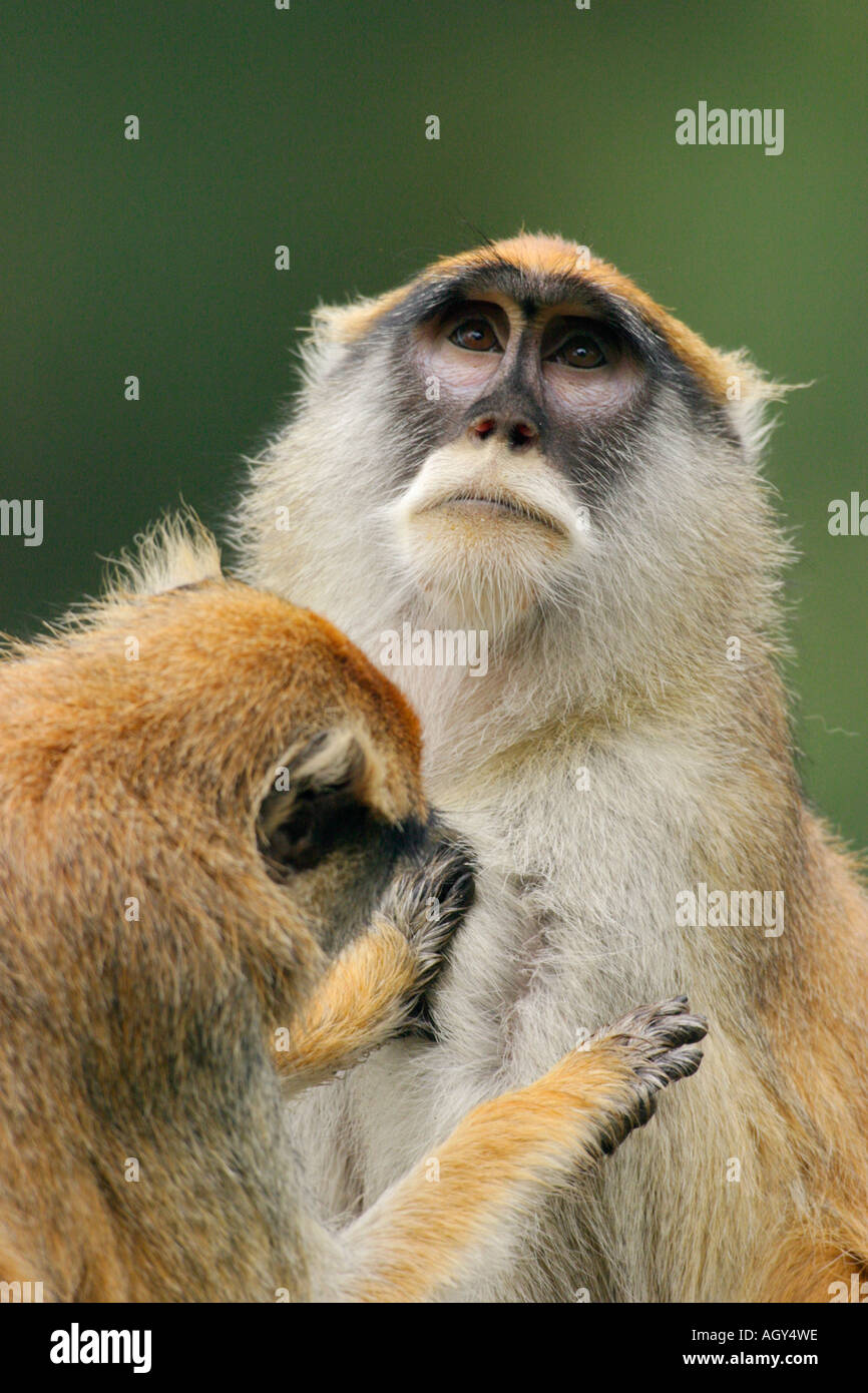 Monkey group hi-res stock photography and images - Alamy