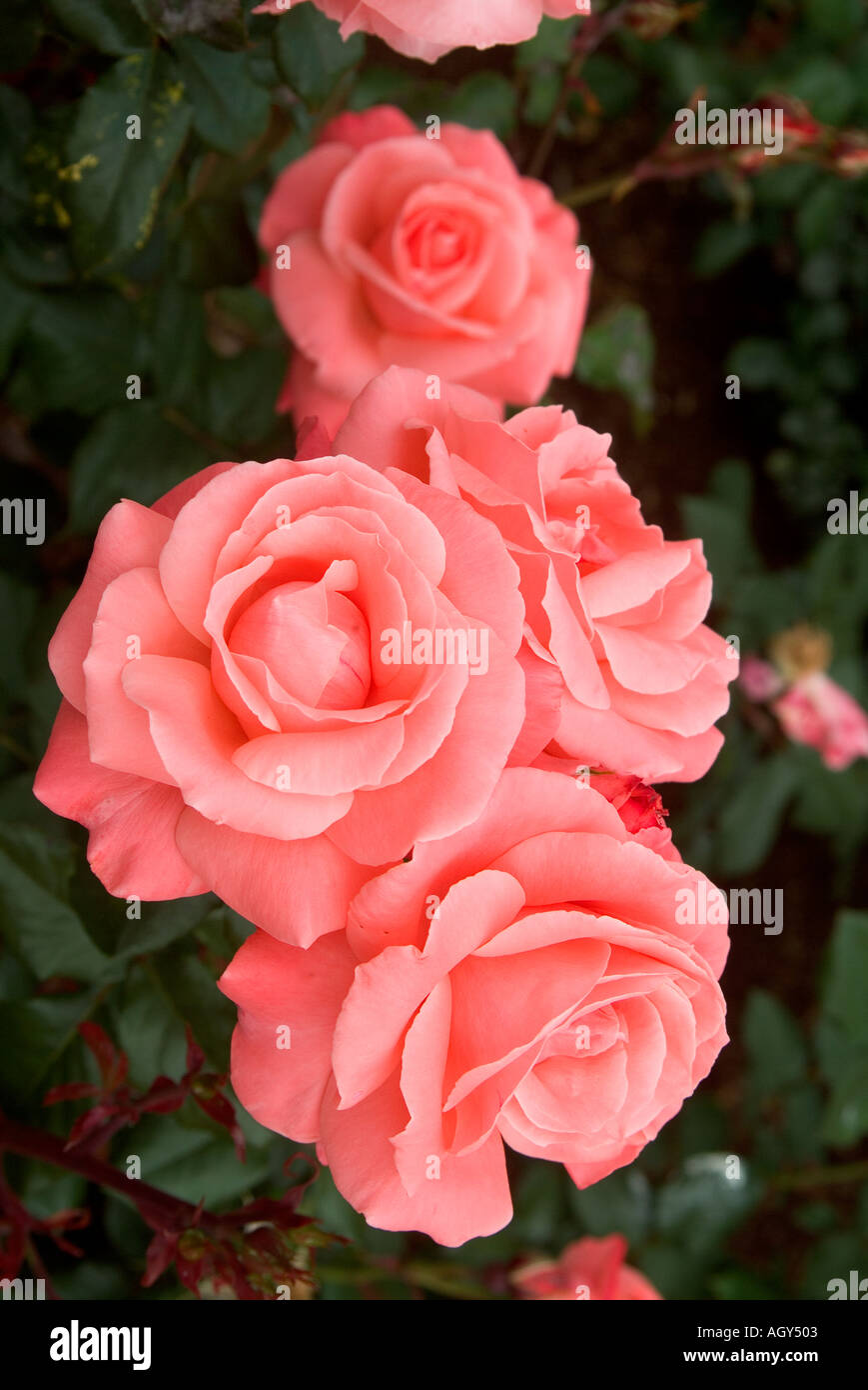 Minnie watson hi-res stock photography and images - Alamy