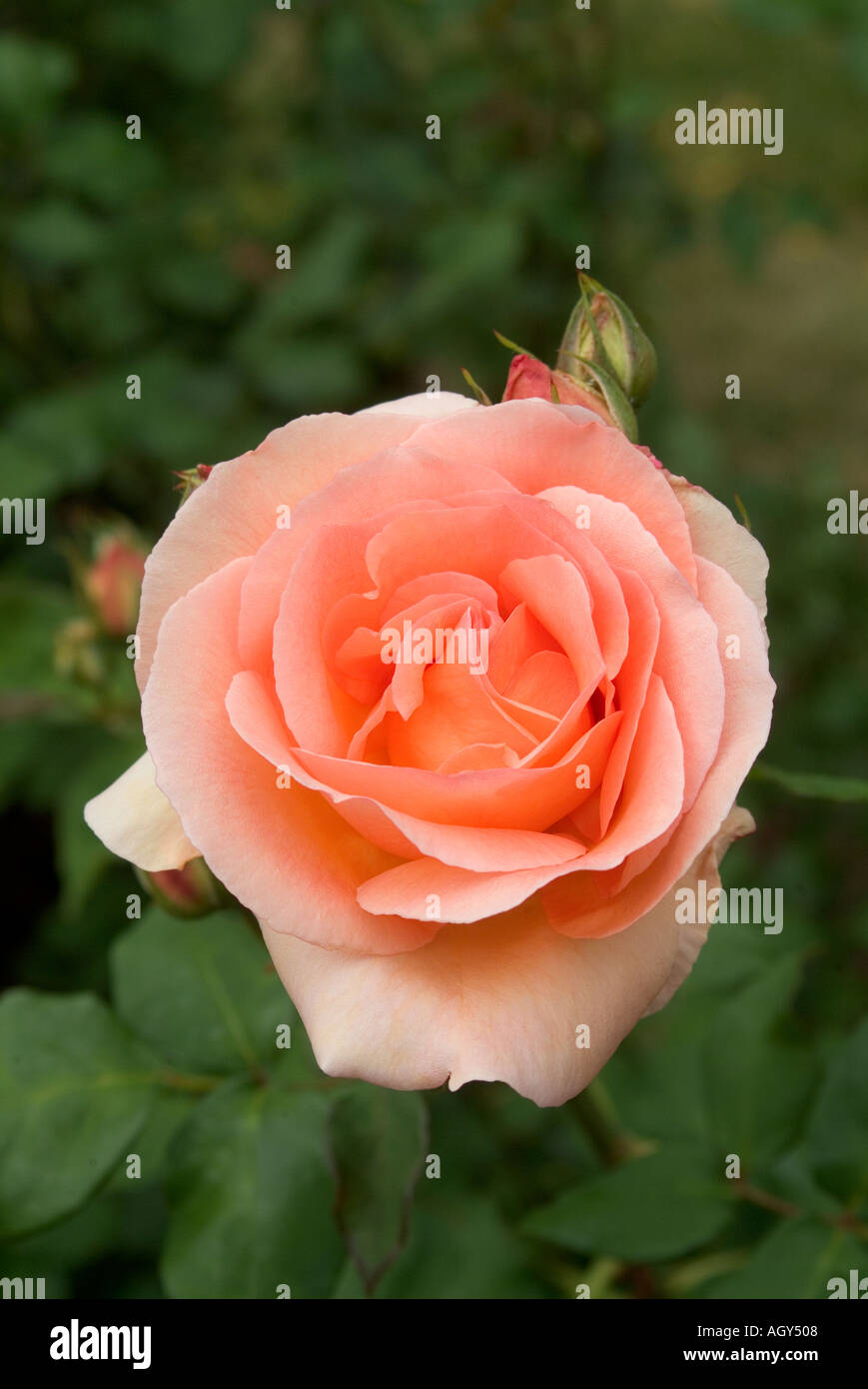 Apricot Roses High Resolution Stock Photography and Images - Alamy