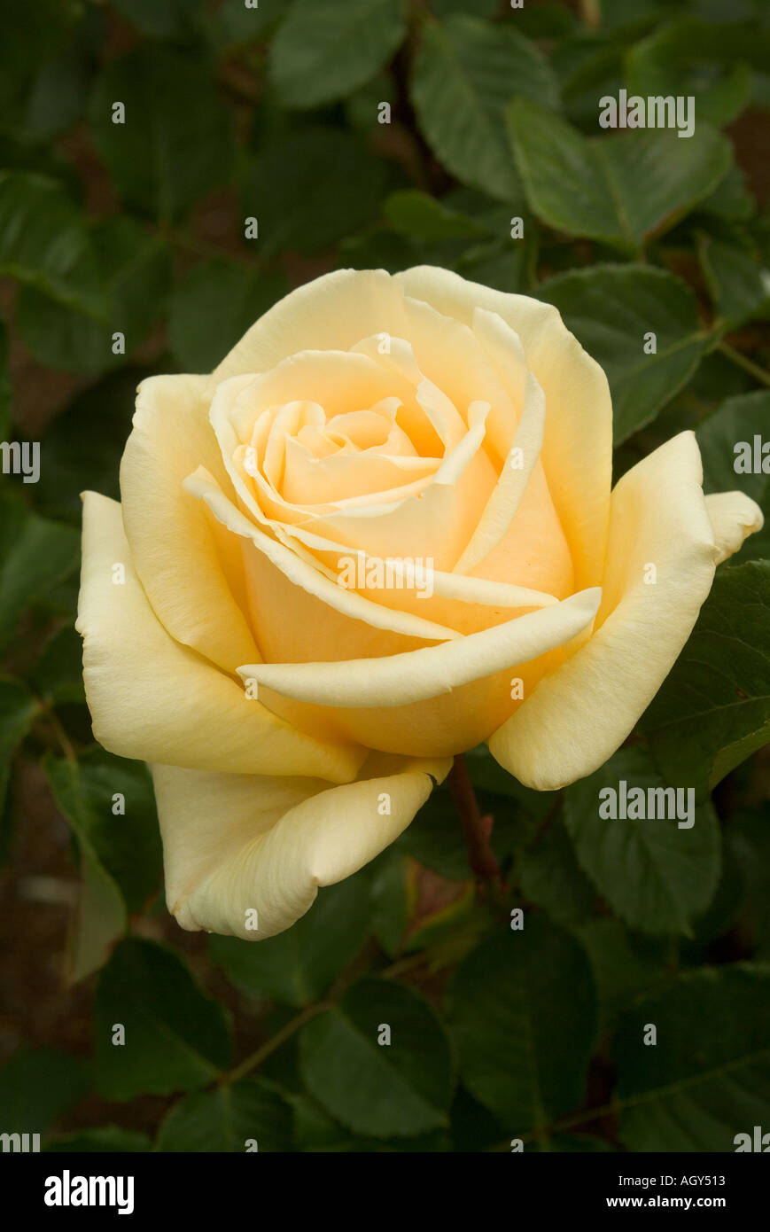 Roses in bloom Variety Diamond Jubilee Stock Photo - Alamy