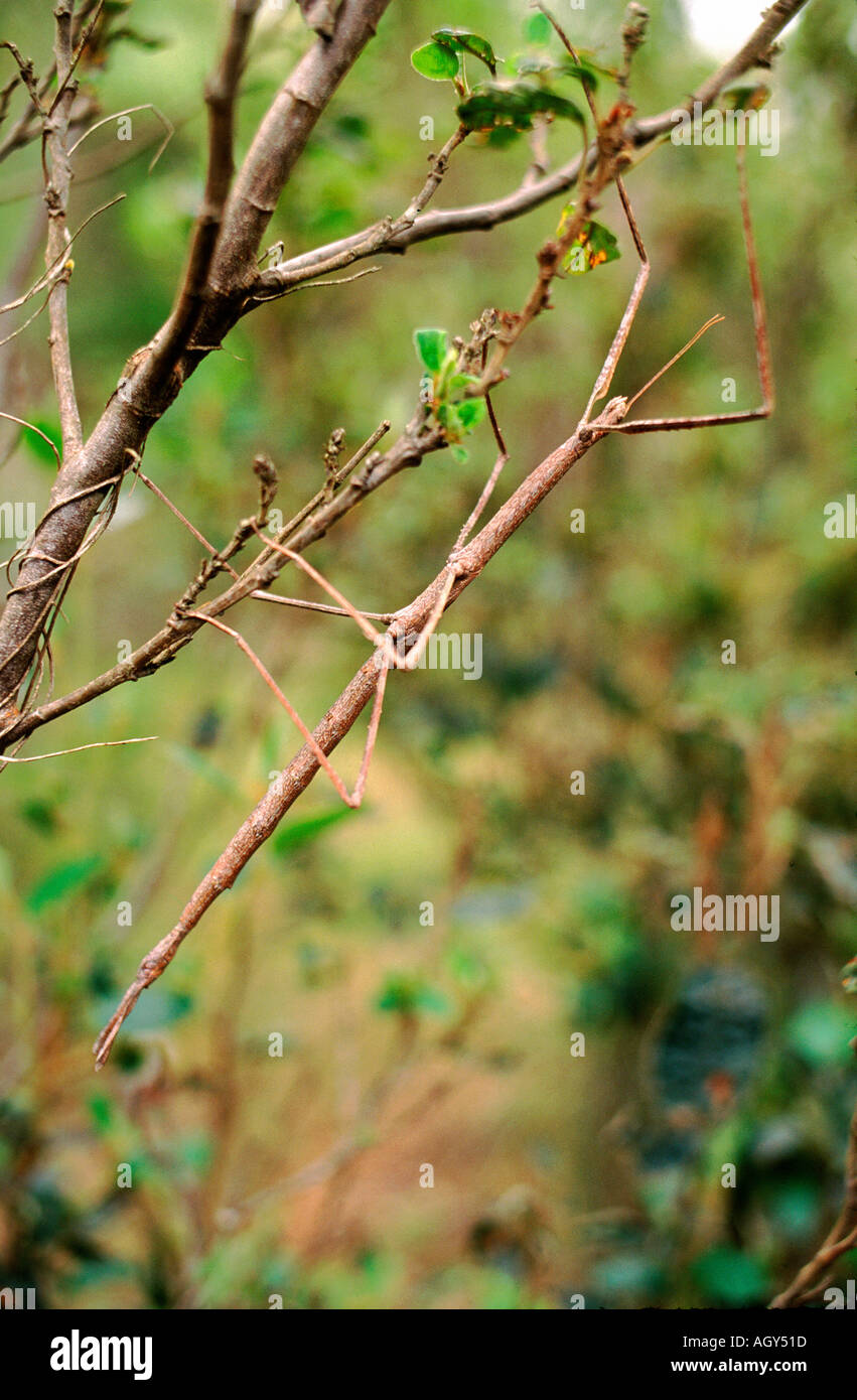 Australian stick insect Ctenomorpha chronus adult female photographed ...