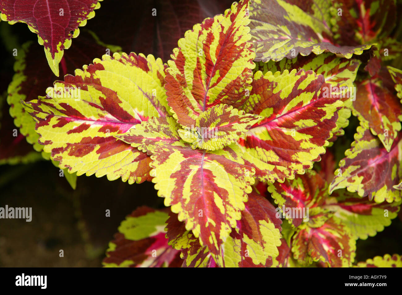 plant, Coleus blumei, cóleo, Solenostemon, nature, perennial, Africa ...