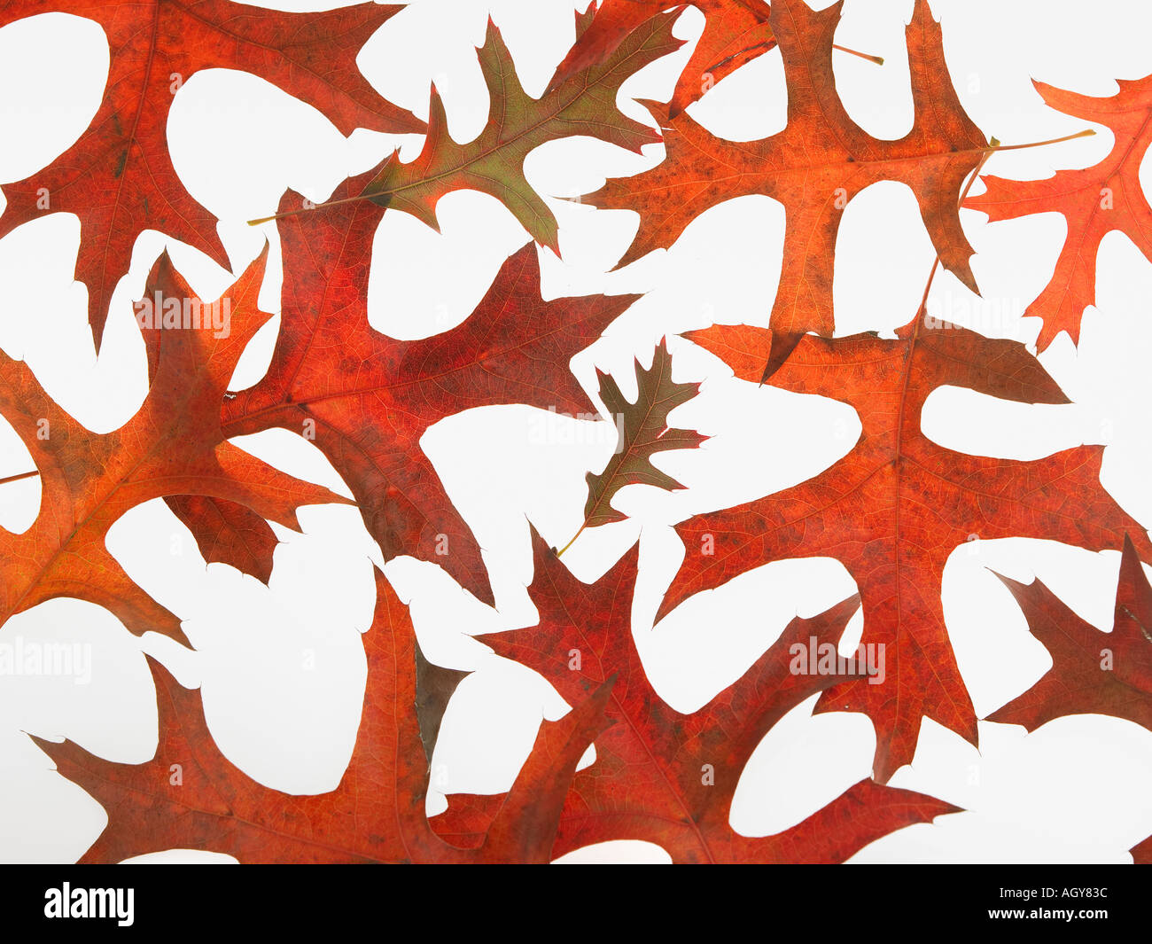 Still life of autumn leaves Stock Photo - Alamy