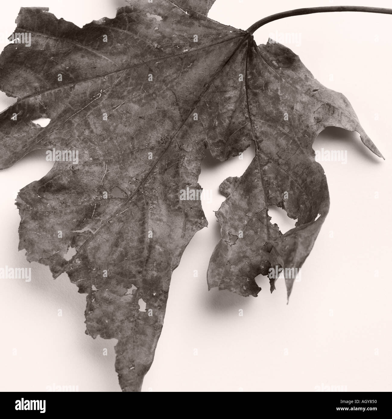 Still life of a dead leaf Stock Photo - Alamy