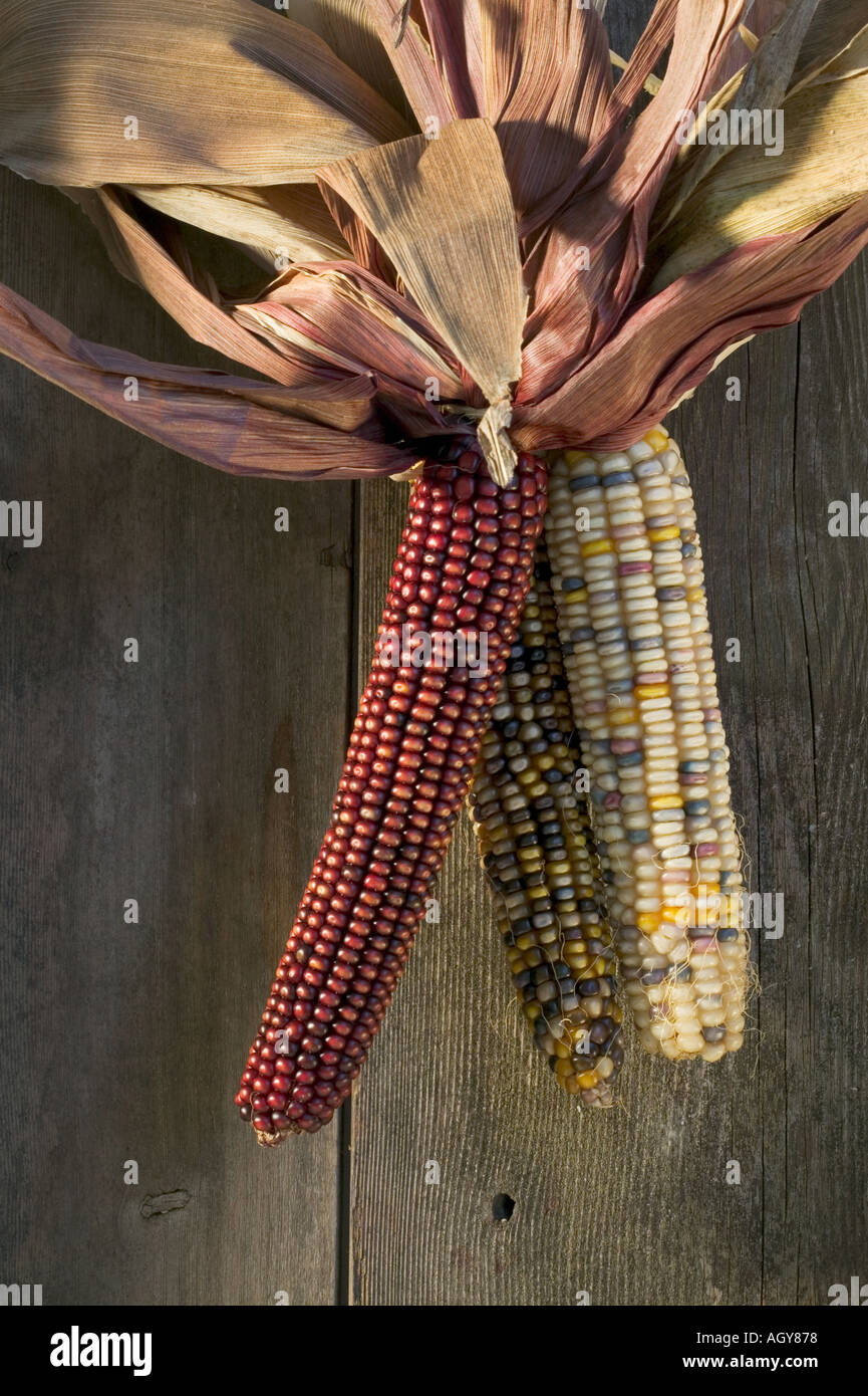 Native indian corn hi-res stock photography and images - Alamy
