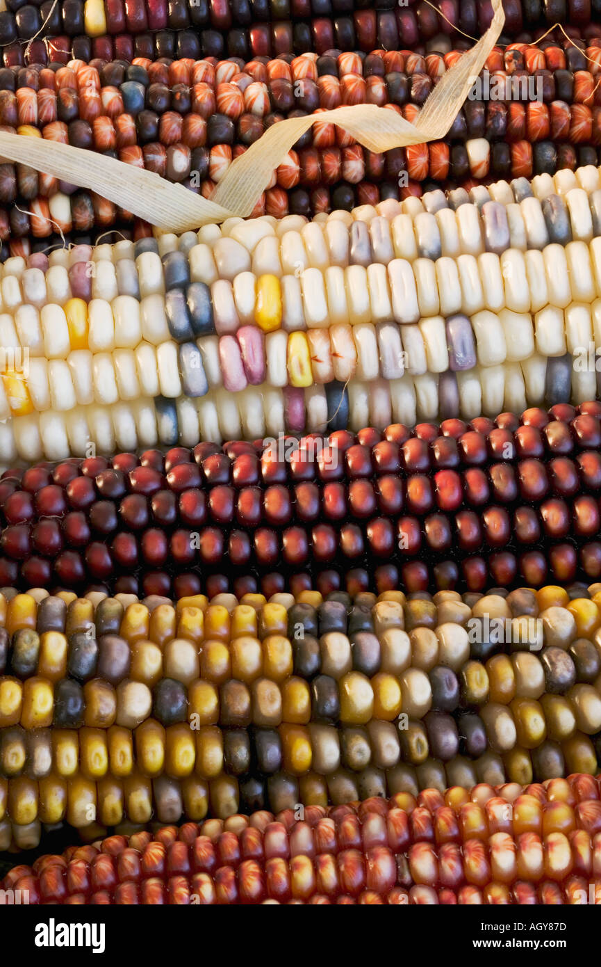 Indian colored corn hi-res stock photography and images - Alamy