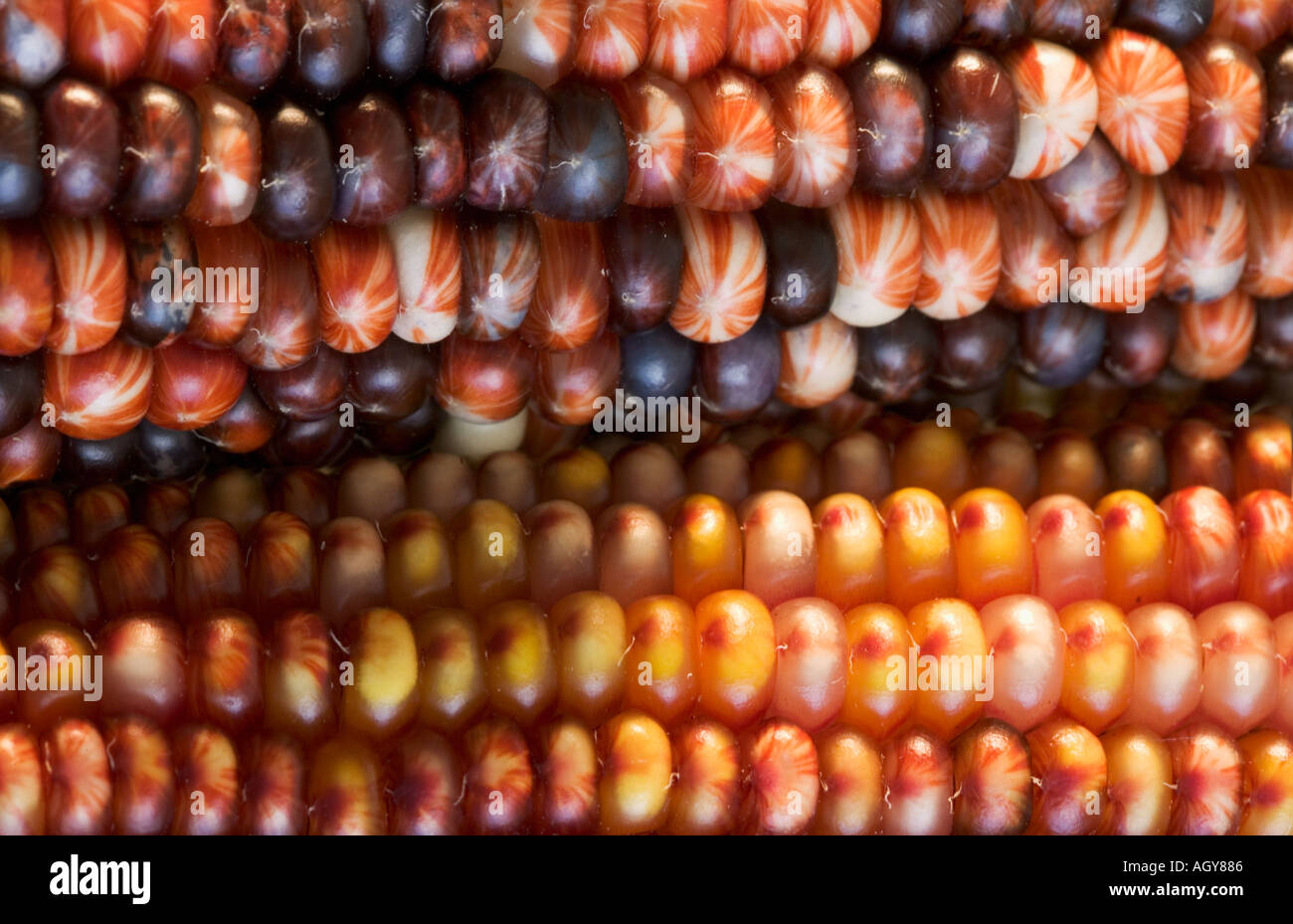 Native indian corn hi-res stock photography and images - Alamy