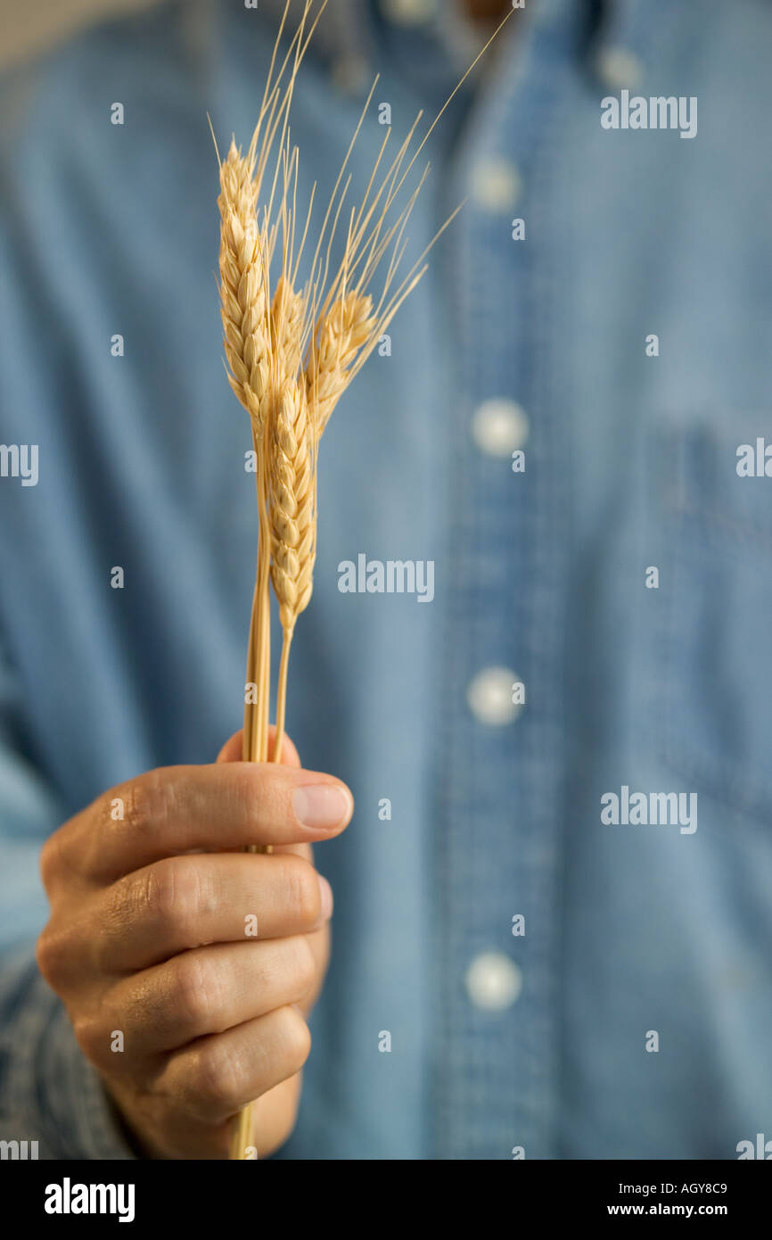 Wheat shaft hi-res stock photography and images - Alamy
