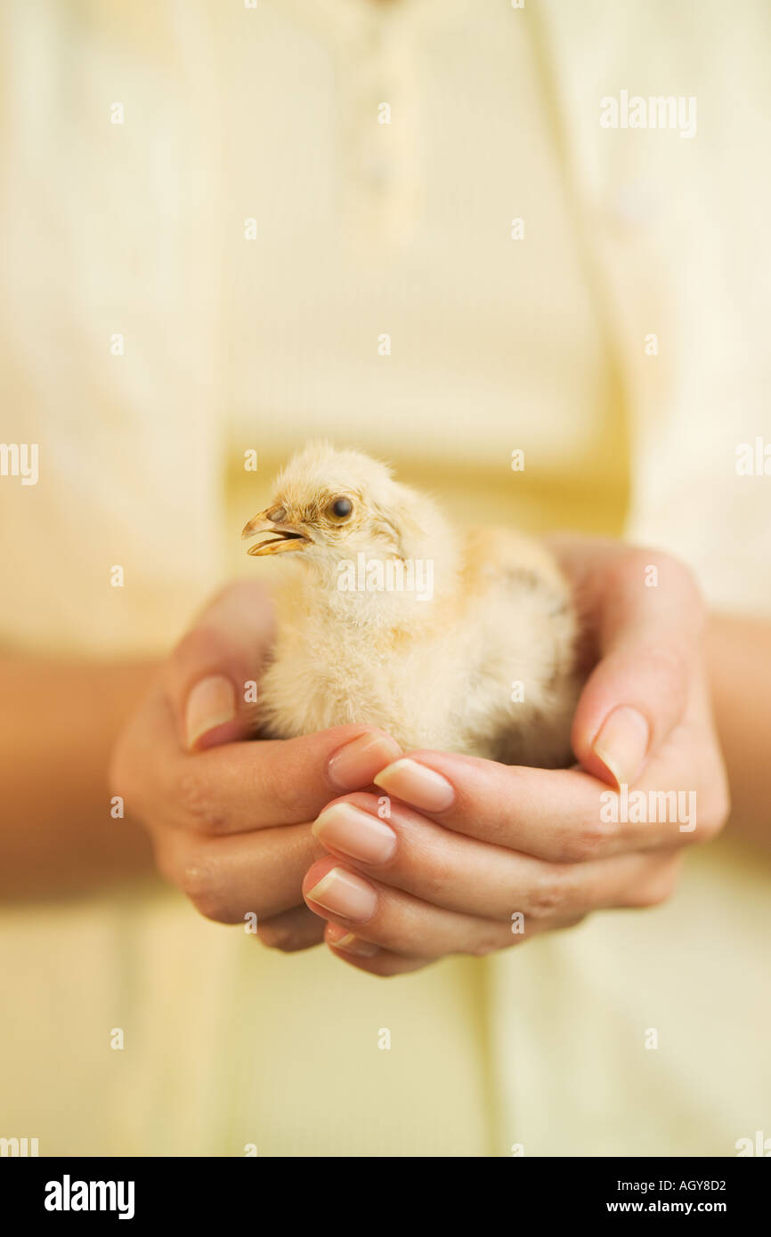 Woman holding a baby chick Stock Photo - Alamy