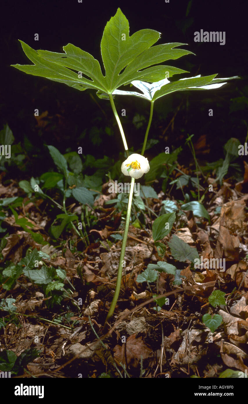 May Apple wild flower Stock Photo - Alamy
