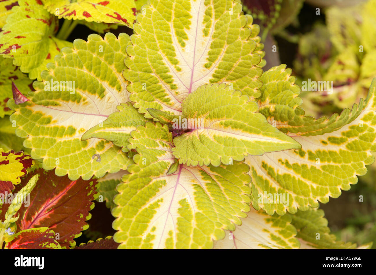 plant, Coleus blumei, cóleo, Solenostemon Stock Photo - Alamy