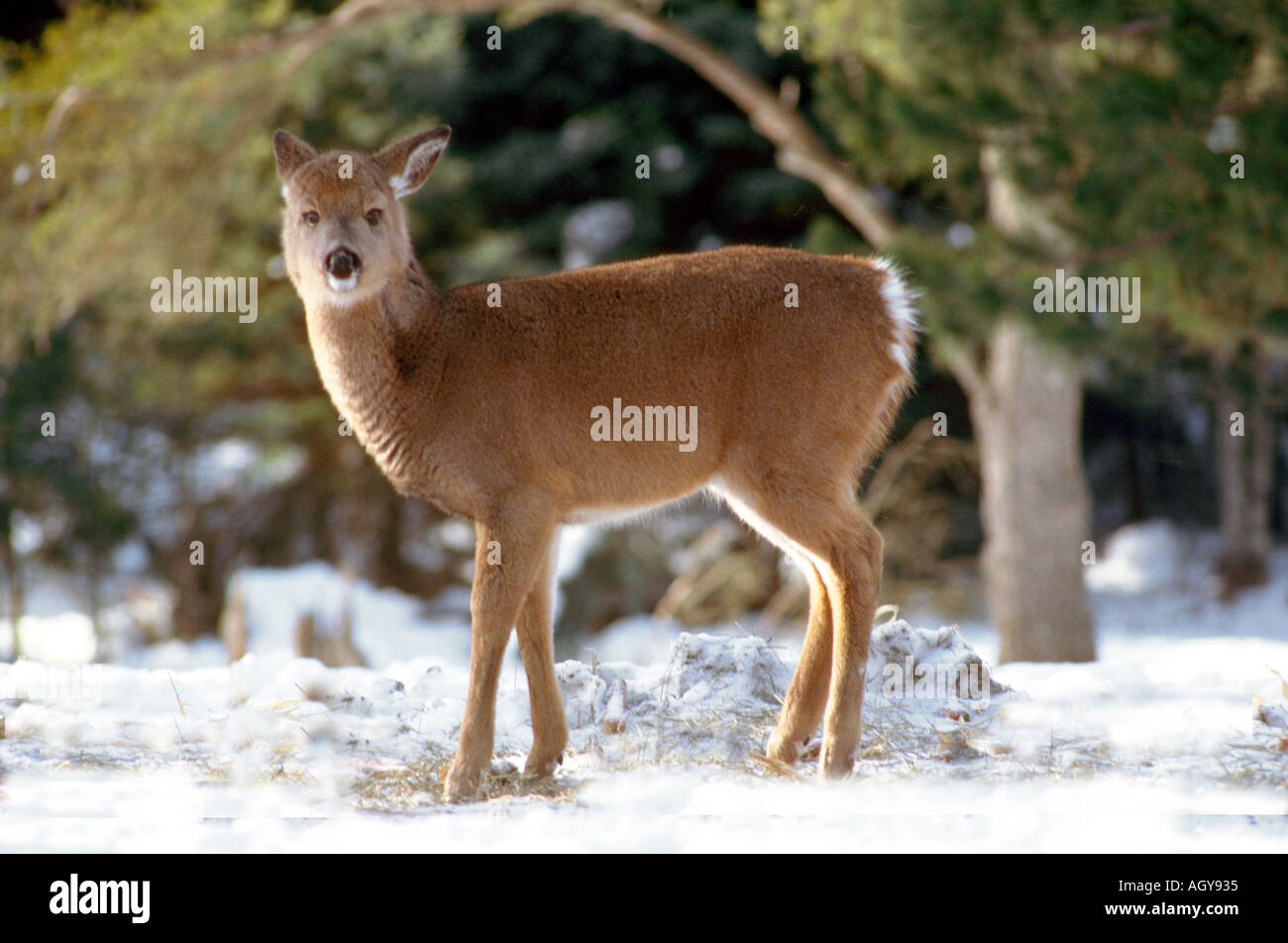 White Tailed Deer Michigan Upper Peninsula Stock Photo - Alamy