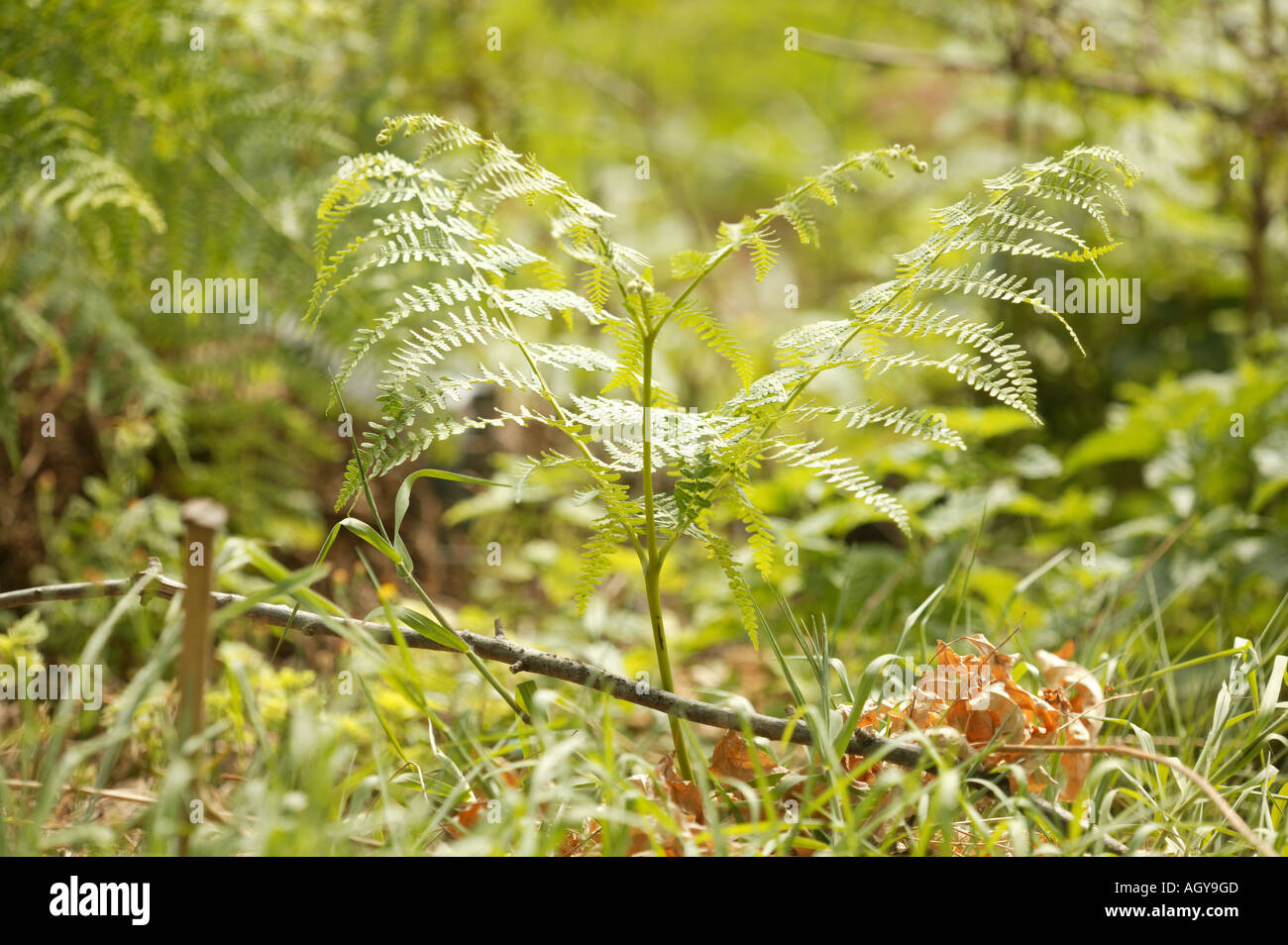 Ferns in basque country in spain hi-res stock photography and images ...