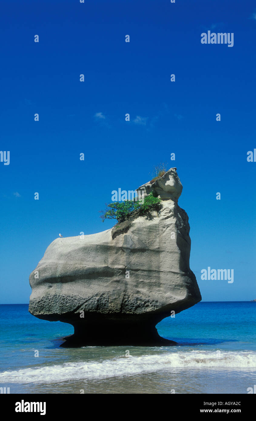 Limestone Rock pinnacle in Cathedral cove marine reserve Coromandel ...