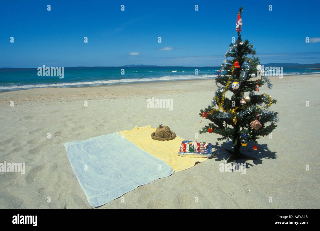 Surreal Kiwi christmas on the beach Coromandel peninsula North island ...