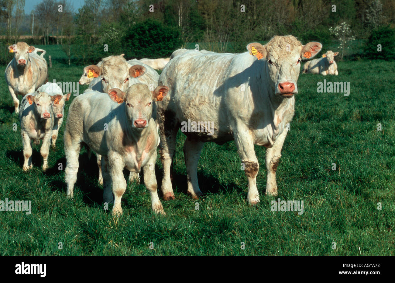 Brittany cattle hi-res stock photography and images - Alamy