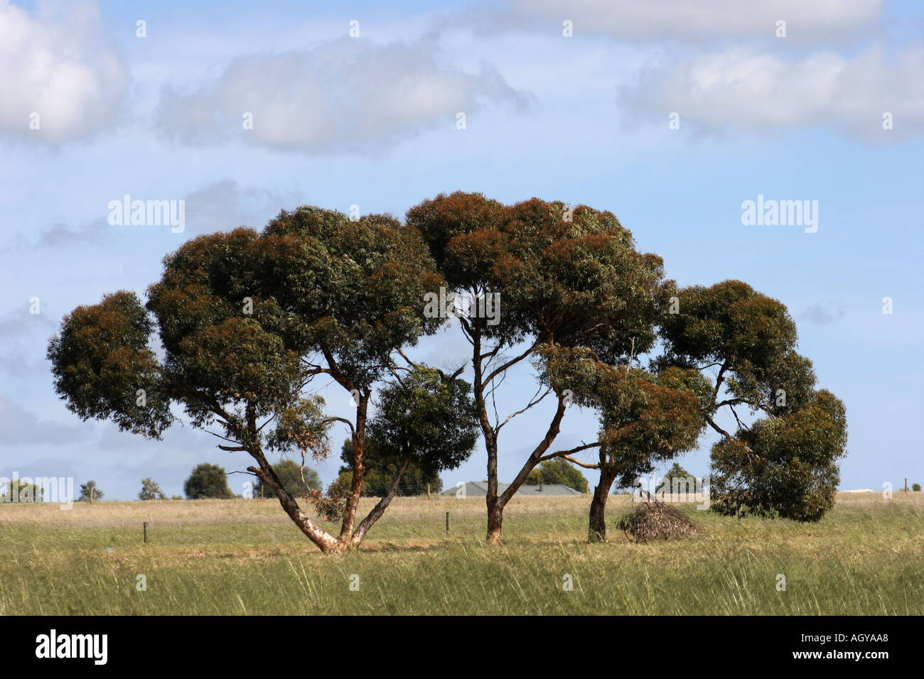 Trees Kangaroo Island Australia Stock Photo - Alamy