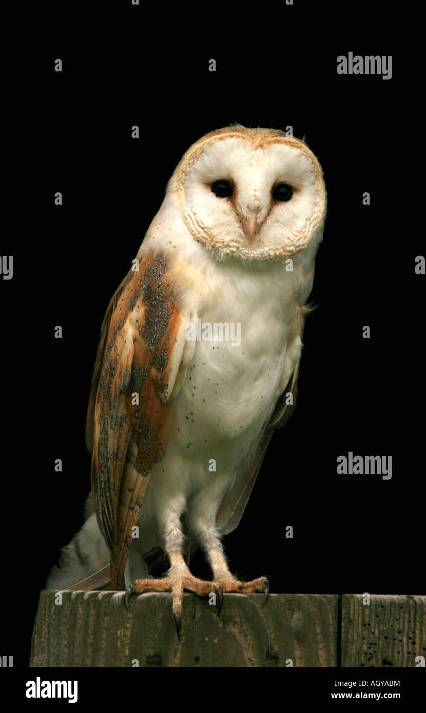 Barn owls hi-res stock photography and images - Alamy