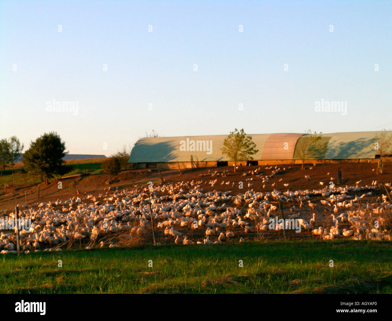 Running geese hi-res stock photography and images - Alamy