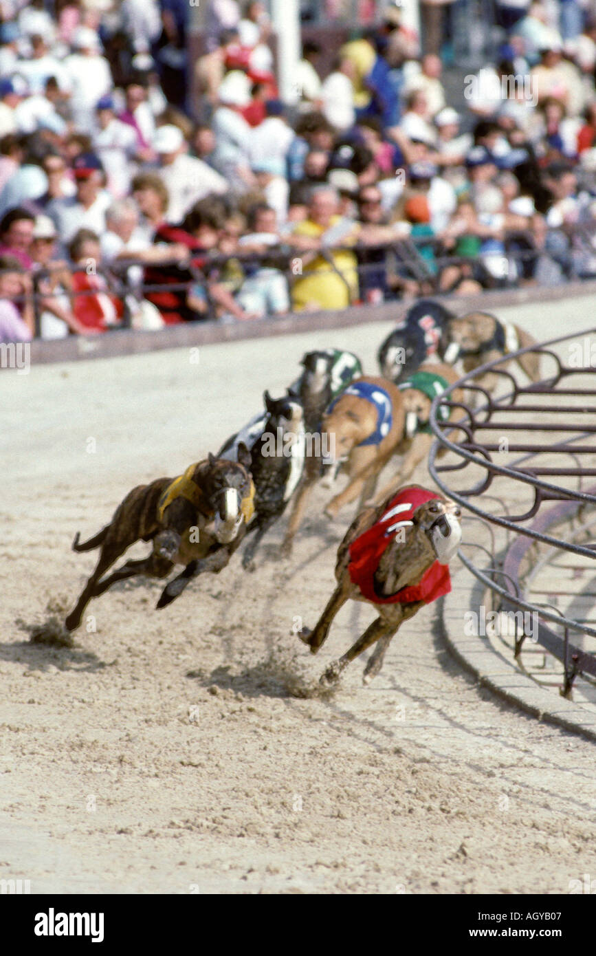 Greyhound dog racing tampa florida hi-res stock photography and images ...