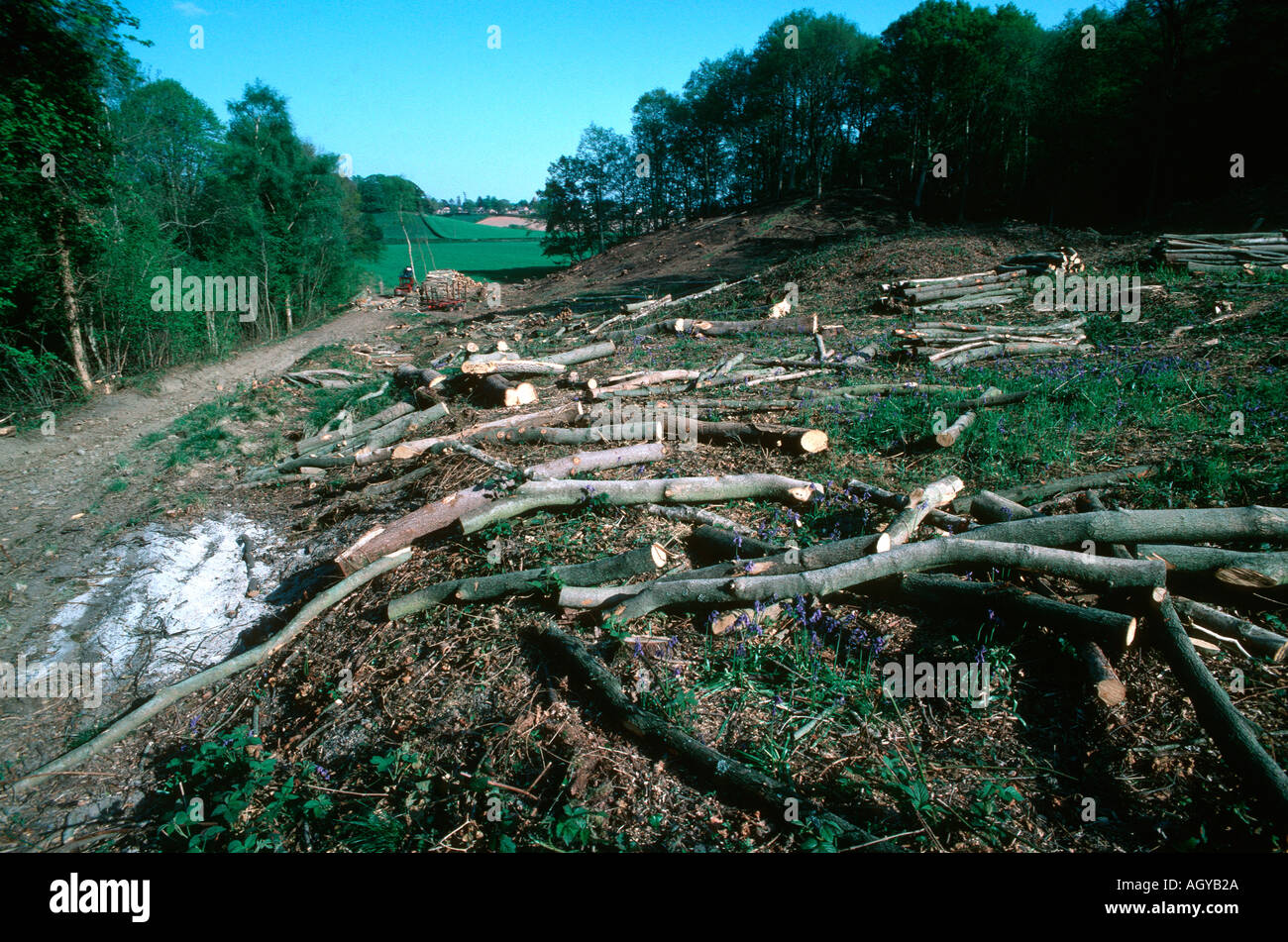 Recently felled timber in woodland as part of woodland management near ...