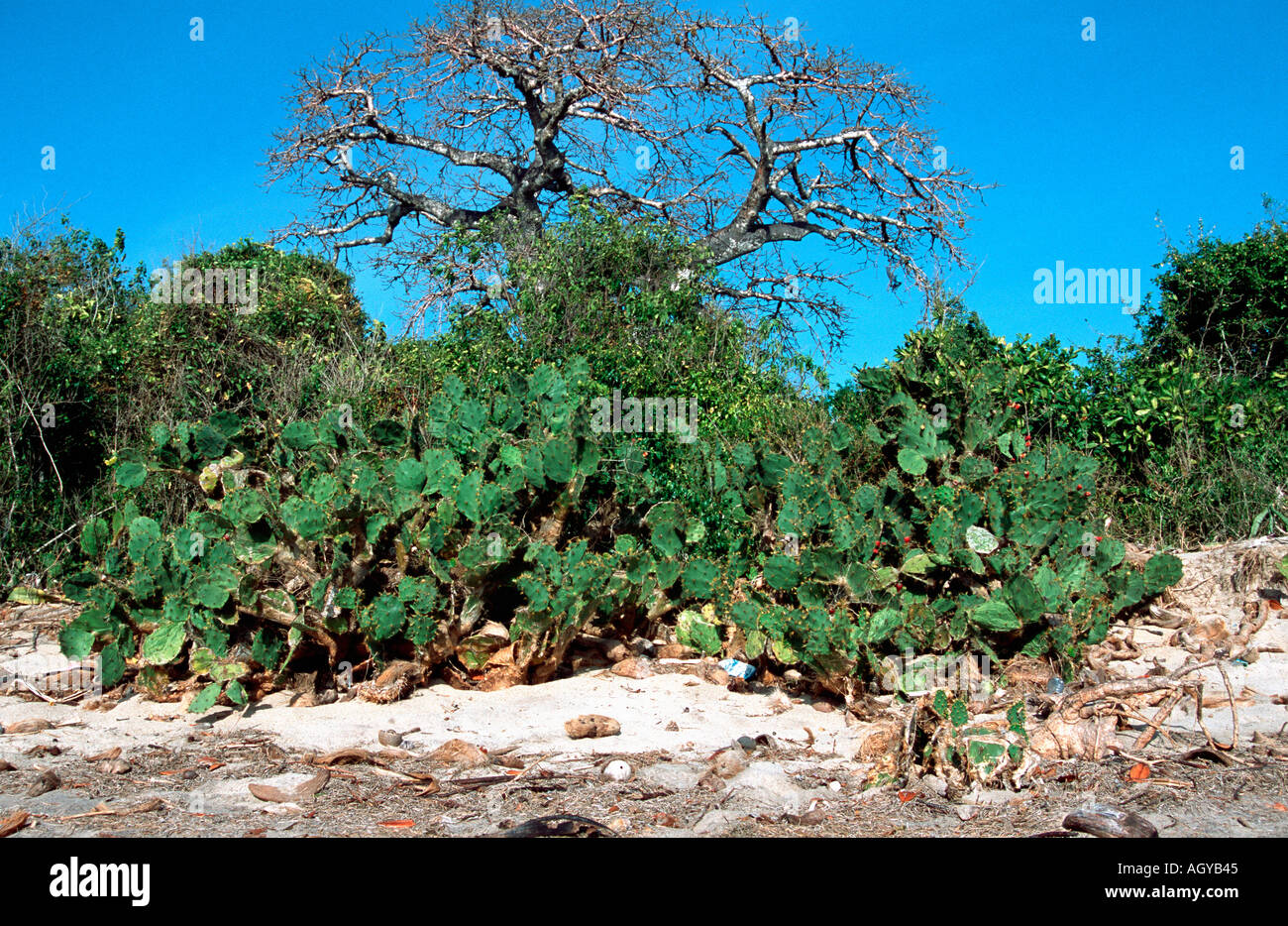 Opuntia spp Invasive cacti coastal strip Tanga Tanzania Stock Photo - Alamy