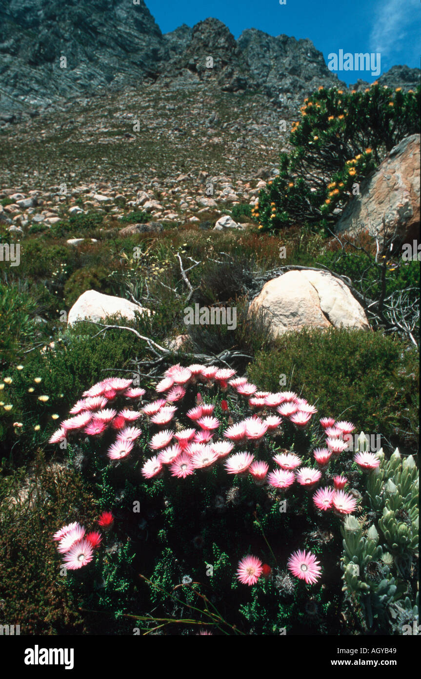 Kogelberg biosphere south africa hi-res stock photography and images ...