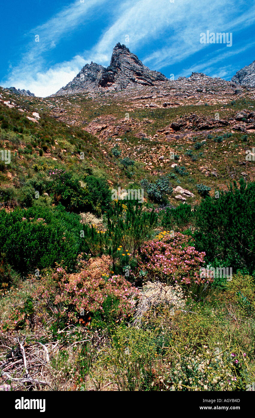 Kogelberg reserve hi-res stock photography and images - Alamy