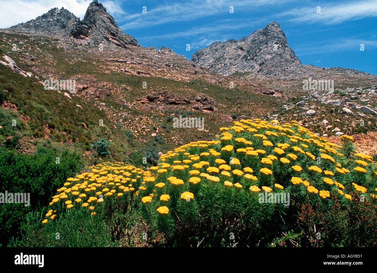 Kogelberg Biosphere Reserve designated by UNESCO Kleinmond Western Cape ...