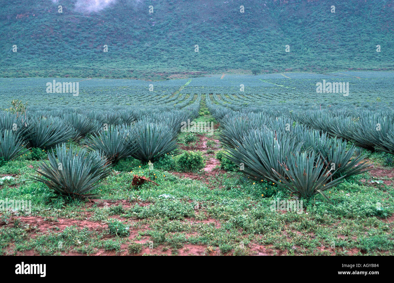 Sisal Plantation Stock Photos & Sisal Plantation Stock Images - Alamy
