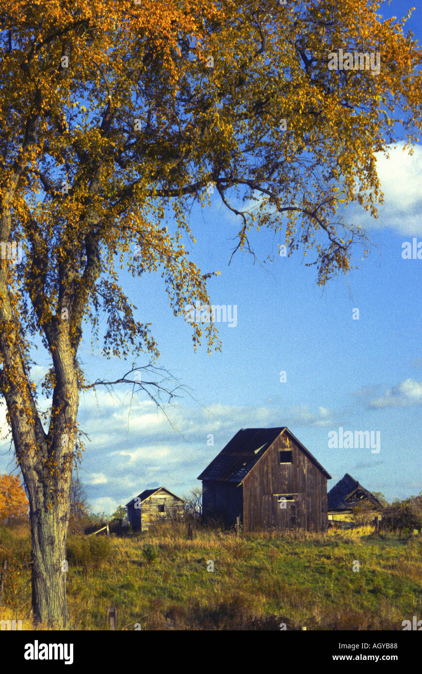 Autumn with an Old barn framed by an old tree Michigan Stock Photo - Alamy