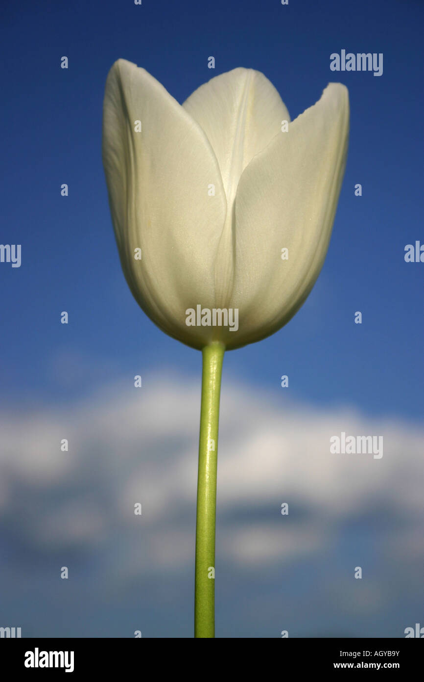 Monet White Tulip Stock Photo - Alamy