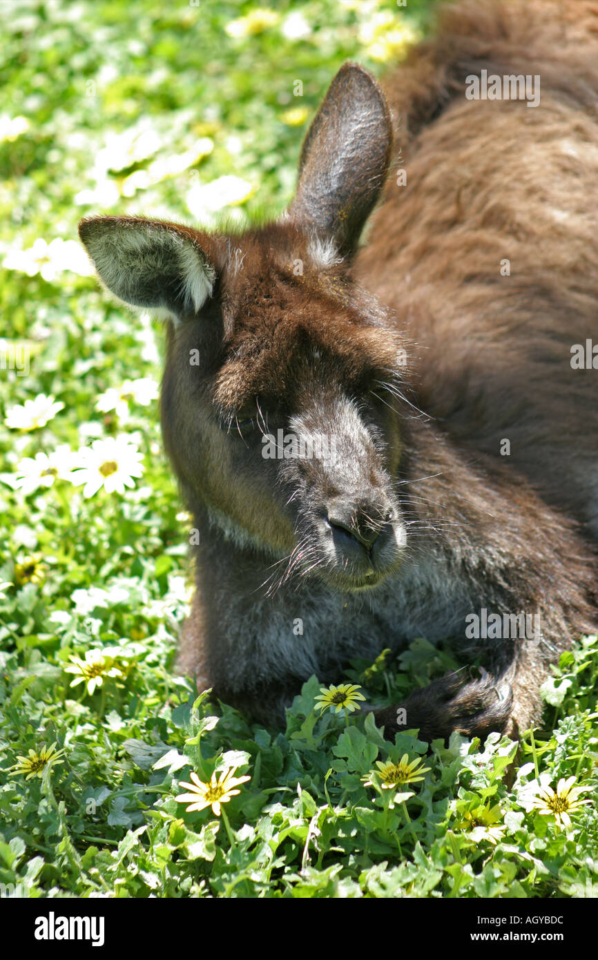 Kangaroo Parndana Wildlife Park Kangaroo Island Australia Stock Photo ...