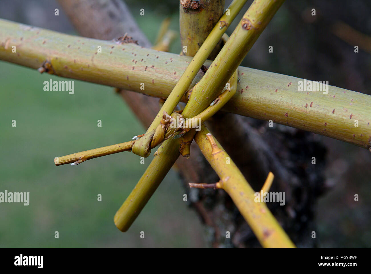 Detail of the branches of a tamed willow tree Stock Photo - Alamy