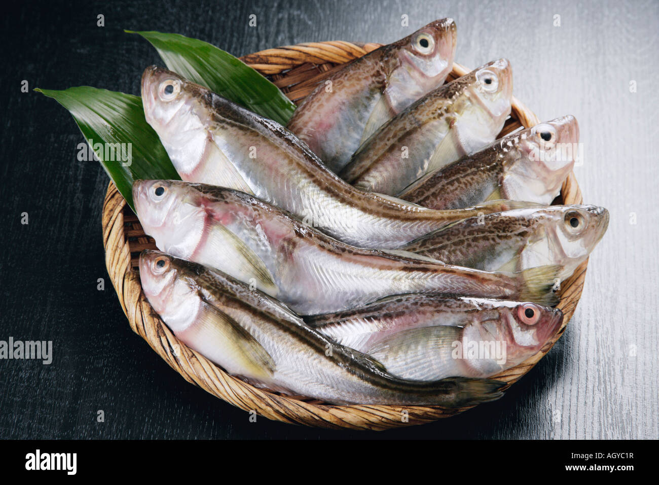 Sandfish hi-res stock photography and images - Alamy