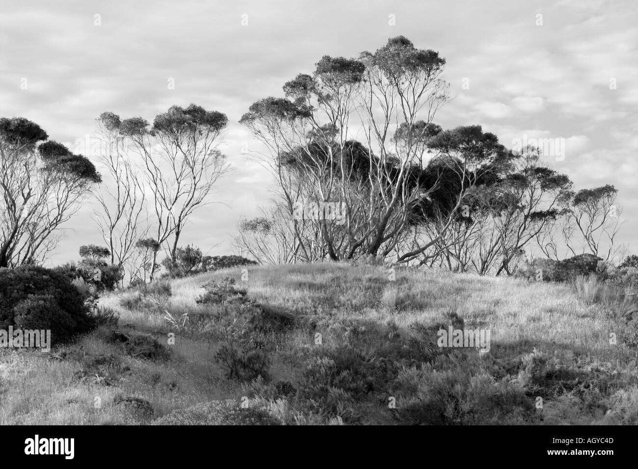 Australian flora trees Black and White Stock Photos & Images - Alamy