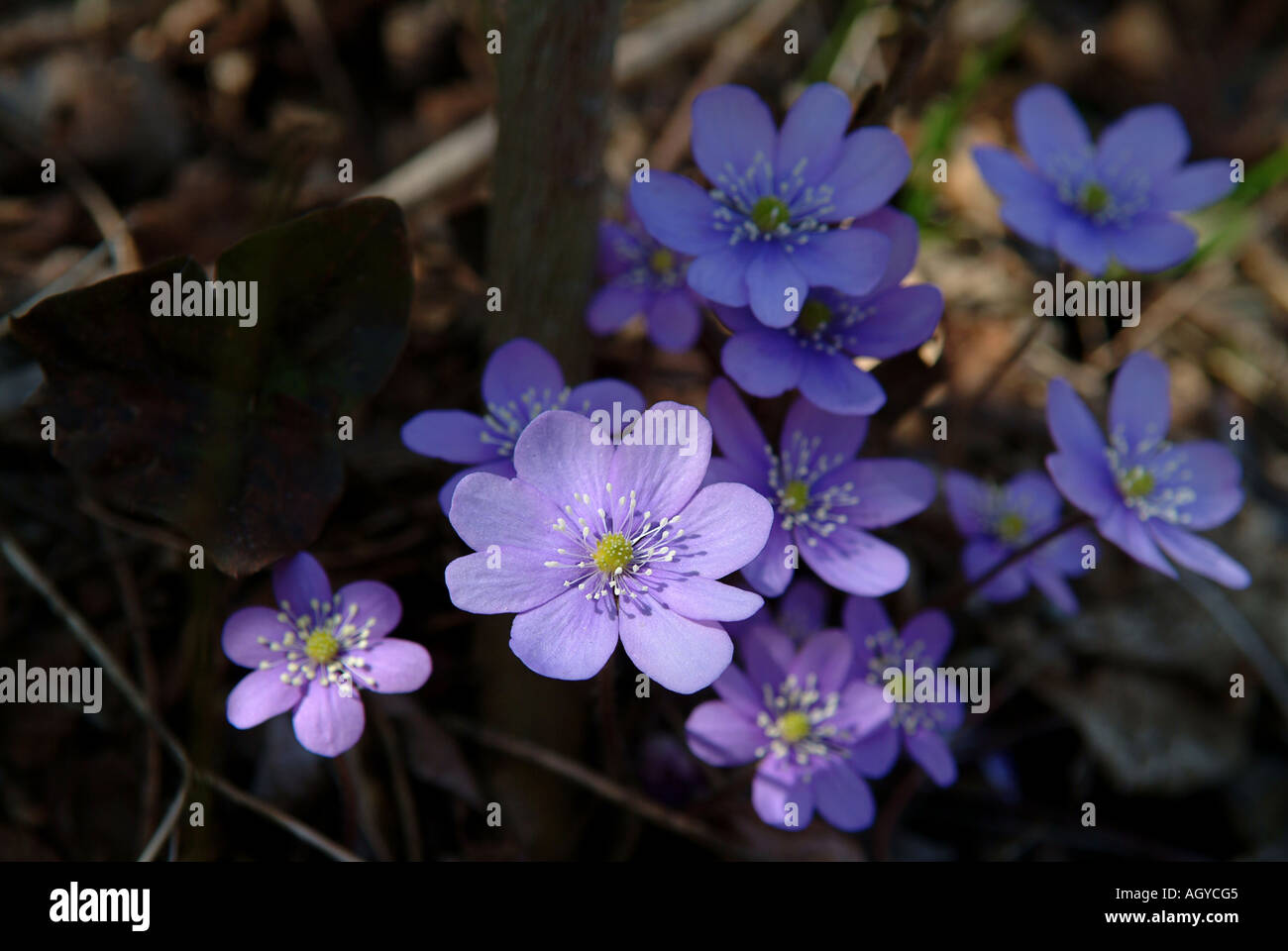Hepatica Nobilis - Hepatica Liverleaf flower Stock Photo - Alamy