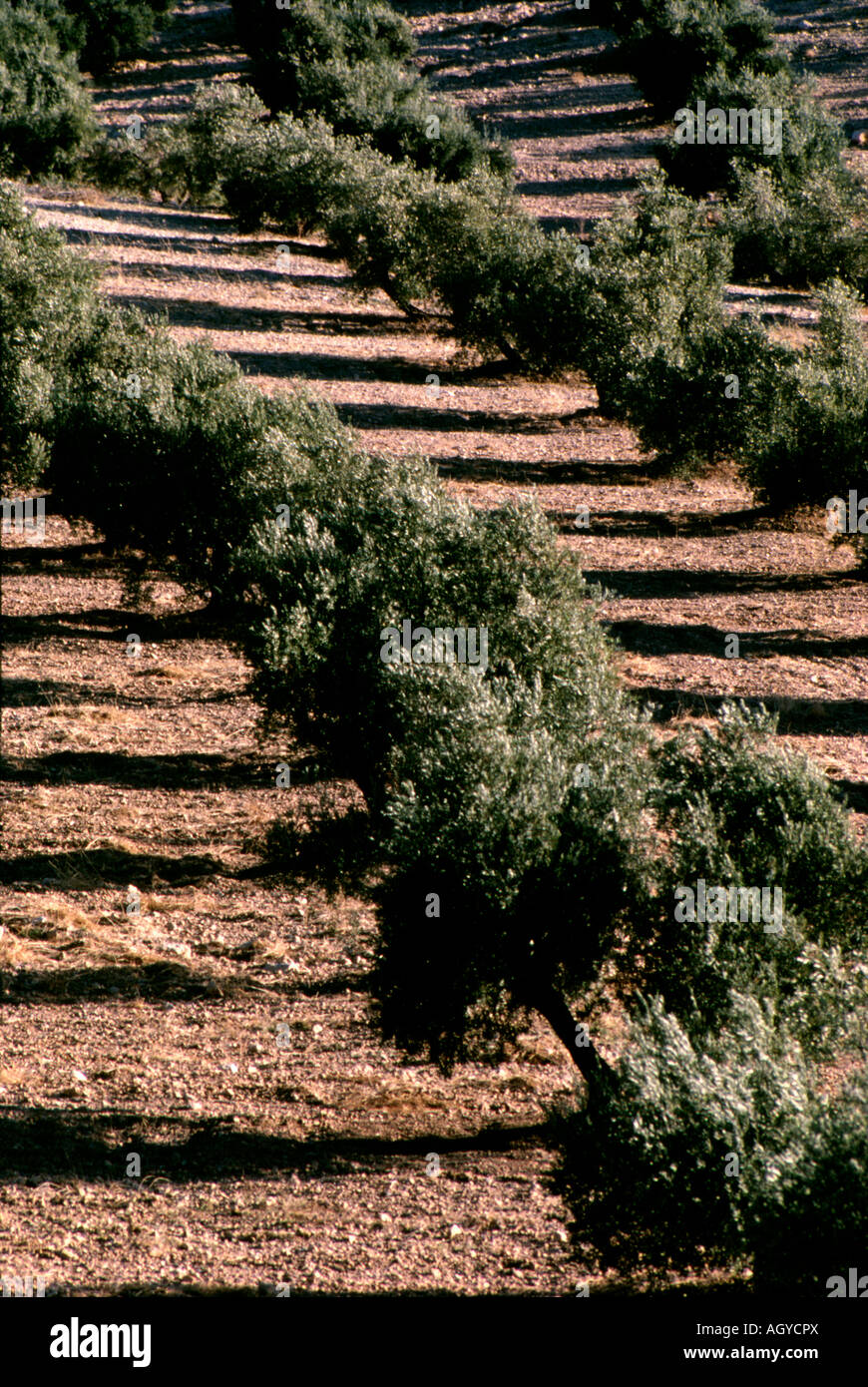 Rows of olive trees lit by early morning sunlight near Jodar in Granada ...