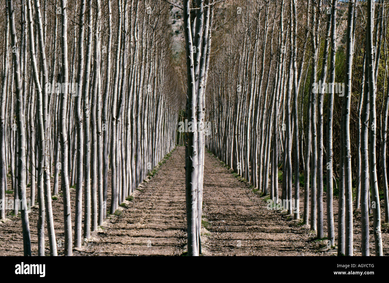 Stands of poplar trees near Alhama de Granada in Granada province ...