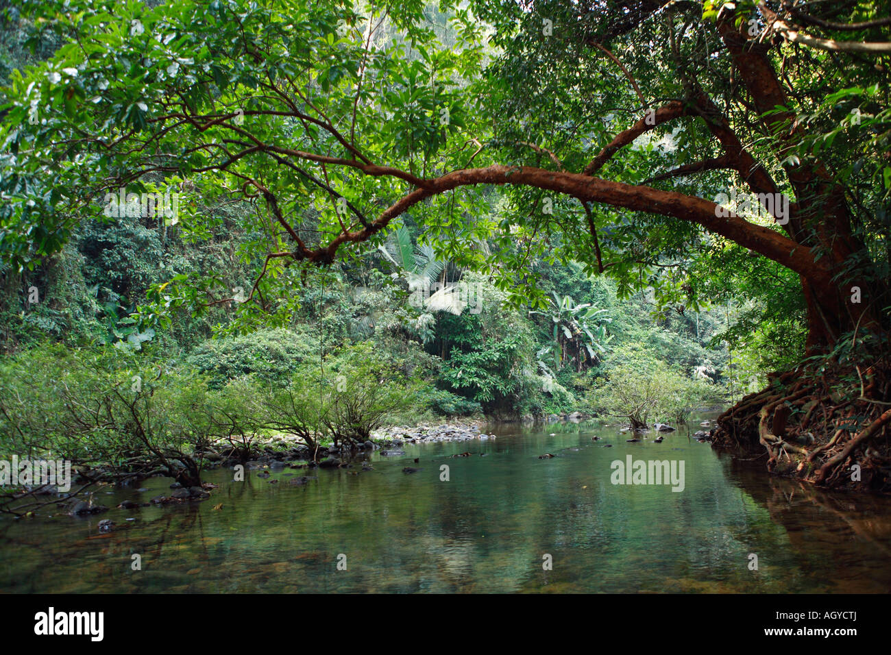 Sok River, Khao Sok National Park Stock Photo - Alamy