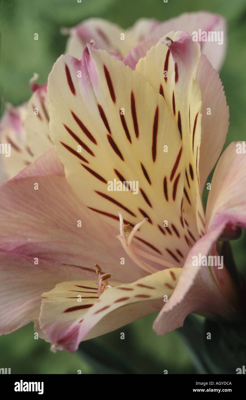 Princess monica hi-res stock photography and images - Alamy